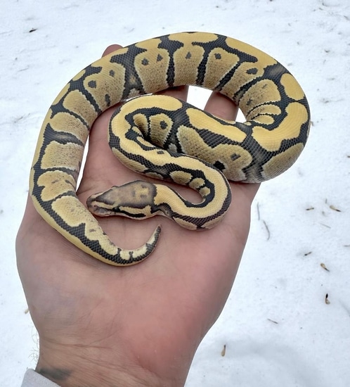 Vanilla Dg Hypo Het Clown Ball Python by Windy City Morphs