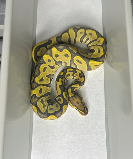 Leopard Yb Hypo Het Puzzle Ball Python by Windy City Morphs