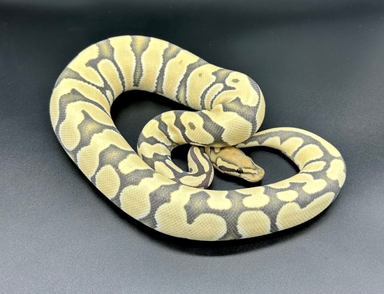 Orange Dream Desert Ghost Hypo Ball Python by Windy City Morphs