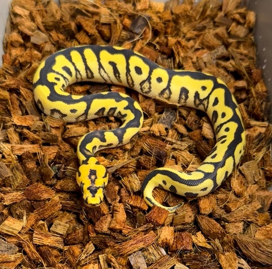 Spotnose Redstripe Dg Clown Het Hypo Ball Python by Windy City Morphs