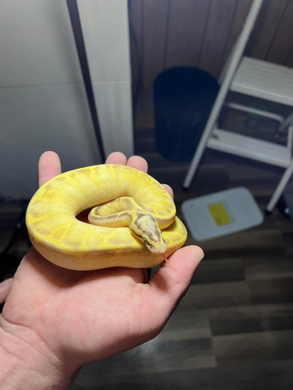 Pastel Enchi Freeway Ball Python by King's Royal Balls