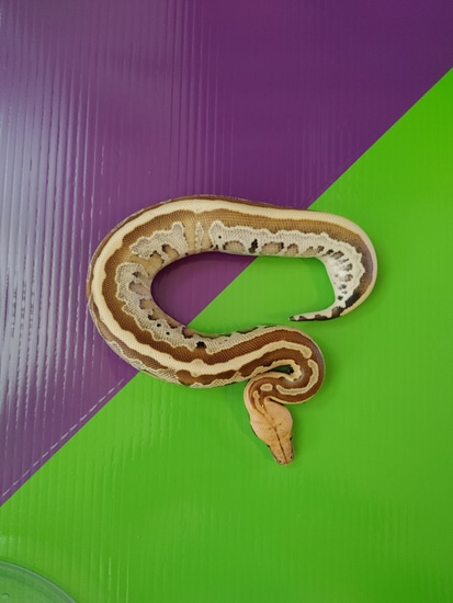 Ultra Platinum Genetic Stripe Borneo Short-Tailed Python by Kingdom ...