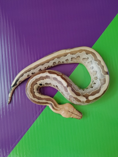 Ultra Platinum Genetic Stripe Borneo Short-Tailed Python by Kingdom ...