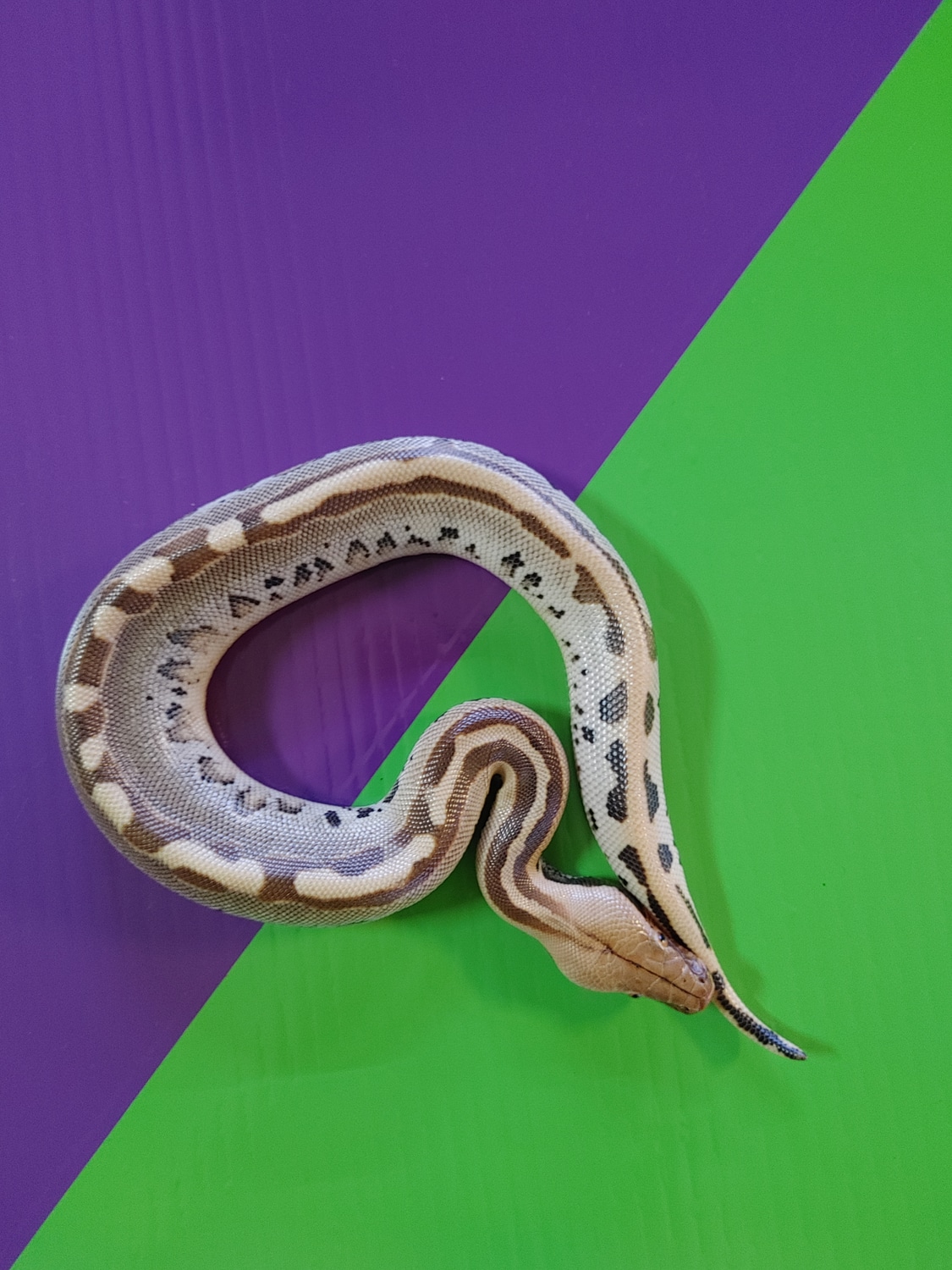 Blue Ghost Genetic Stripe Borneo Short-tailed Python by Kingdom ...