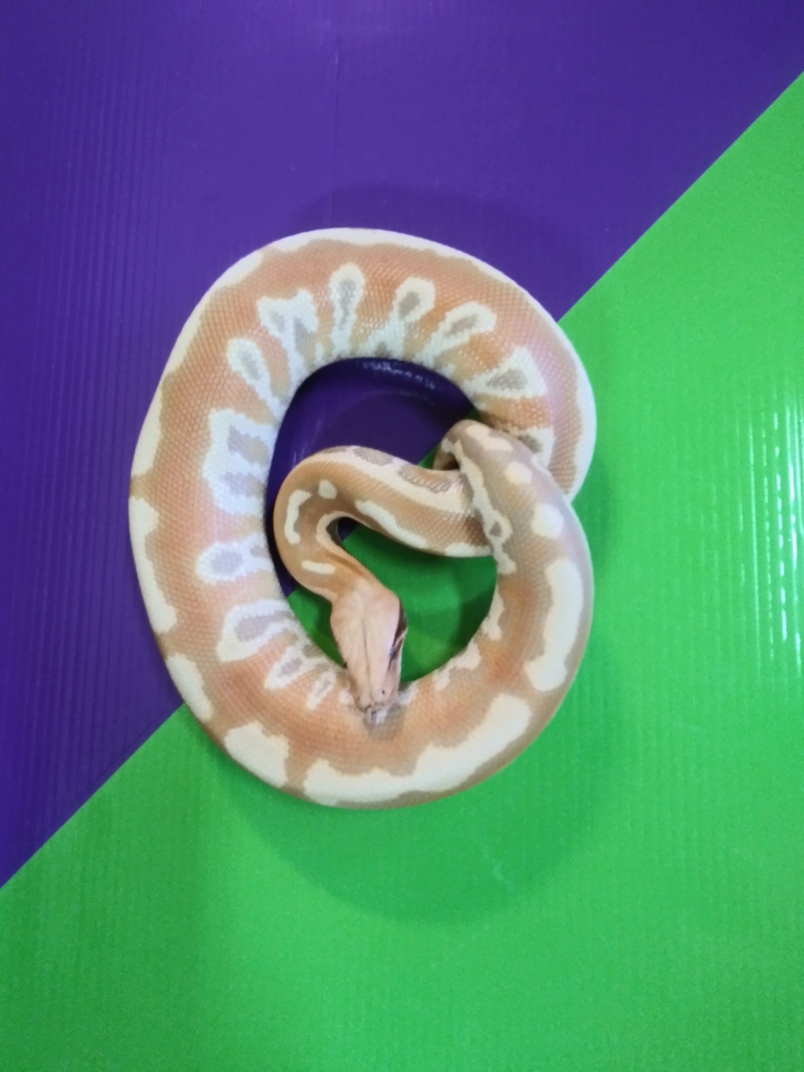 T+ Albino Blood Python by Kingdom Animalia Pets - MorphMarket