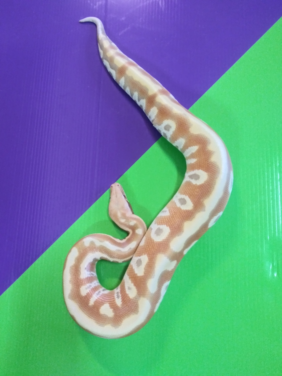 T+ Albino Blood Python by Kingdom Animalia Pets - MorphMarket
