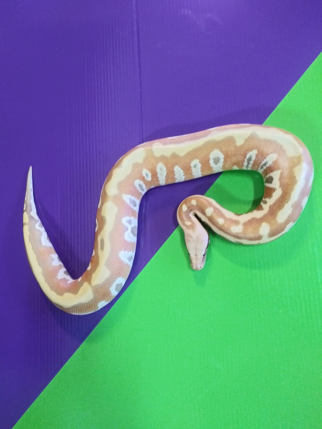 Lyly T+ Albino Genetic Stripe Blood Python by Kingdom Animalia Pets ...