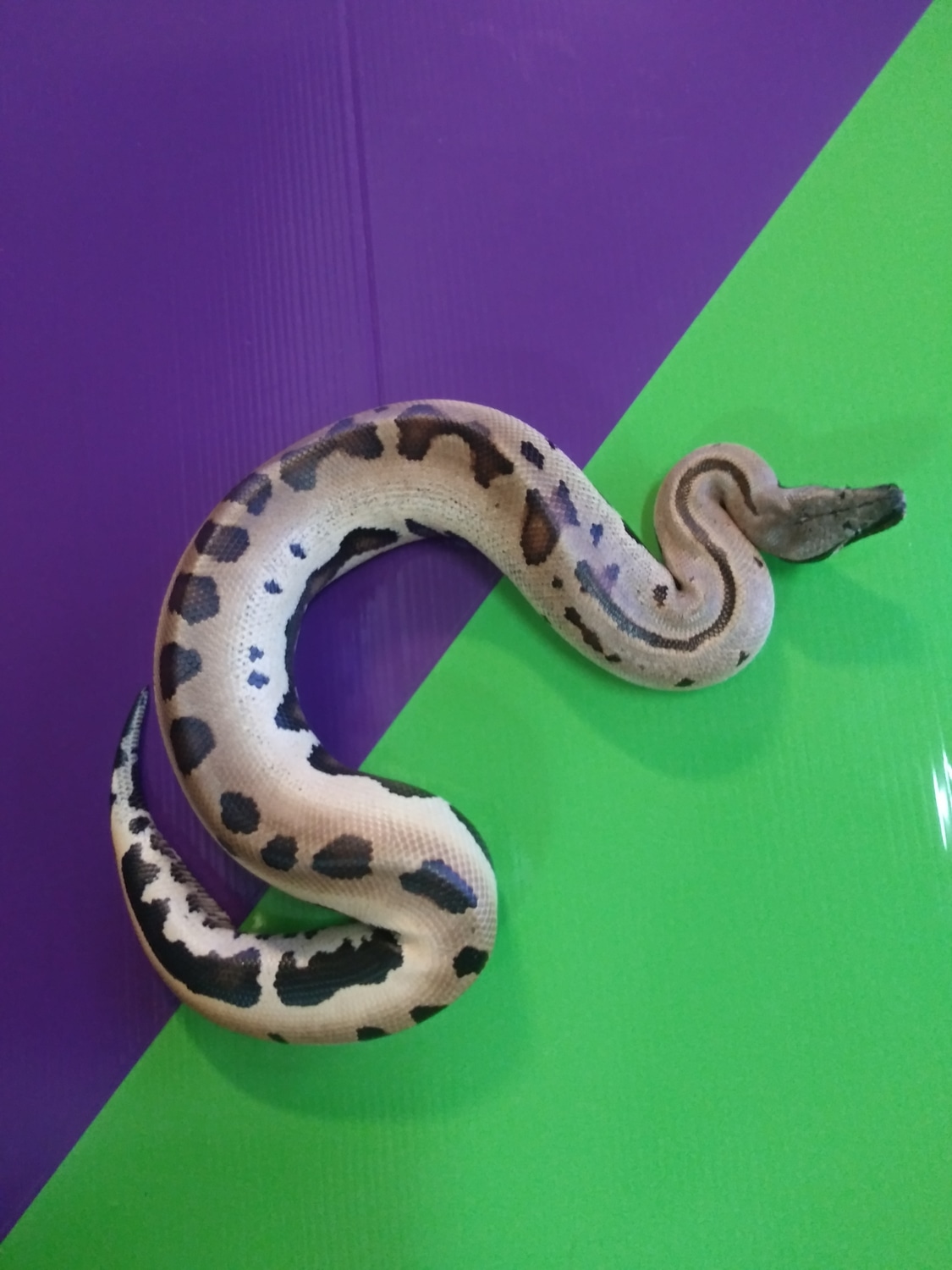 Golden Eye Blood Python by Kingdom Animalia Pets - MorphMarket