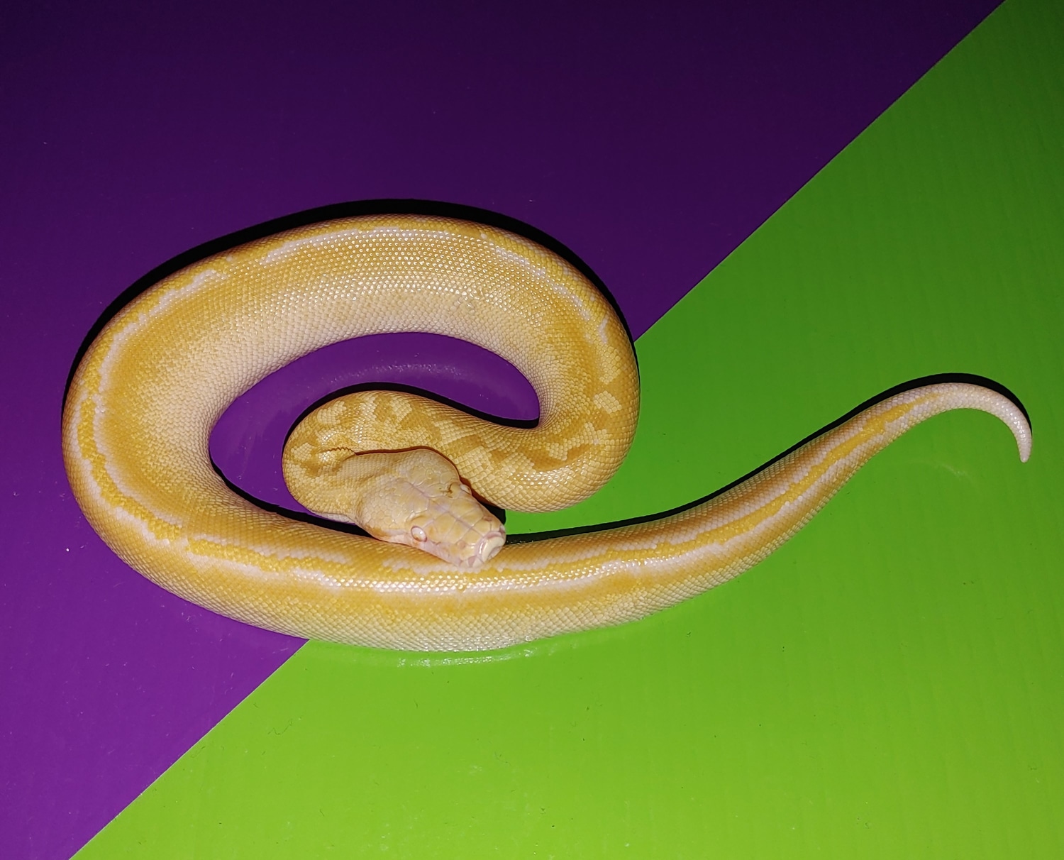 T- Ivory Blood Python by Kingdom Animalia Pets - MorphMarket