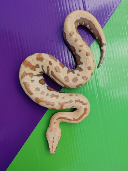 T+ Albino Golden Eye Blood Python by Kingdom Animalia Pets