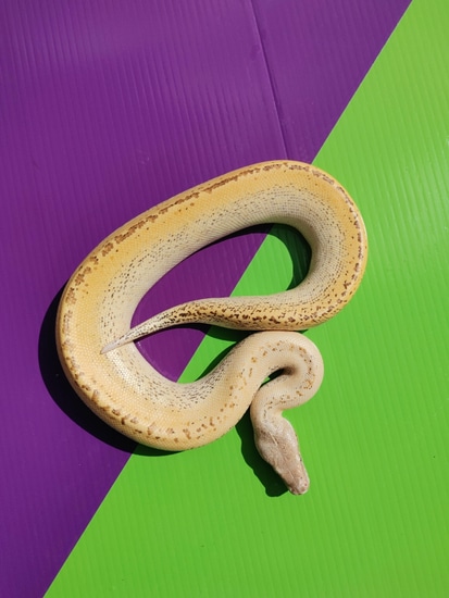 Batik Ivory Pos Het T- Albino Blood Python by Kingdom Animalia Pets