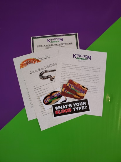 Ultra Platinum Genetic Stripe Borneo Short-Tailed Python by Kingdom ...