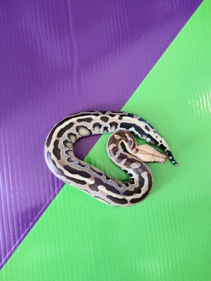 High Yellow Normal Borneo Short-Tailed Python by Kingdom Animalia Pets