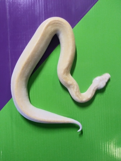T- Ivory Blood Python by Kingdom Animalia Pets