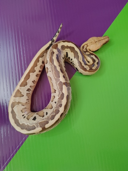 Ultra Platinum Genetic Stripe Borneo Short-Tailed Python by Kingdom ...