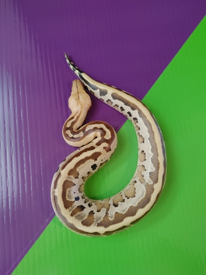 Ultra Platinum Genetic Stripe Borneo Short-Tailed Python by Kingdom ...