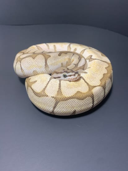 Lesser Bee Het Clown Ball Python by Mining Reptiles