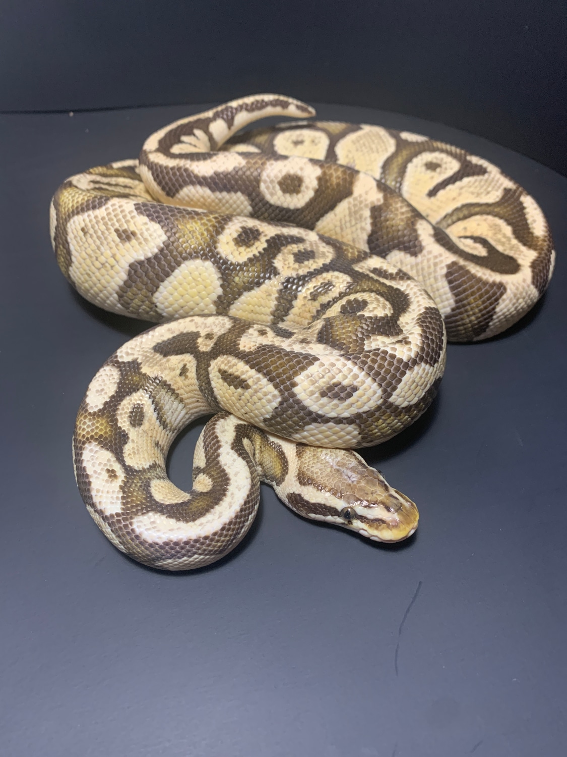 Firefly Ball Python by Mining Reptiles - MorphMarket
