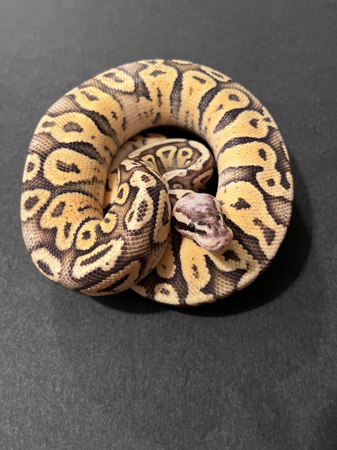 Super Pastel Fire Ball Python by Mining Reptiles - MorphMarket