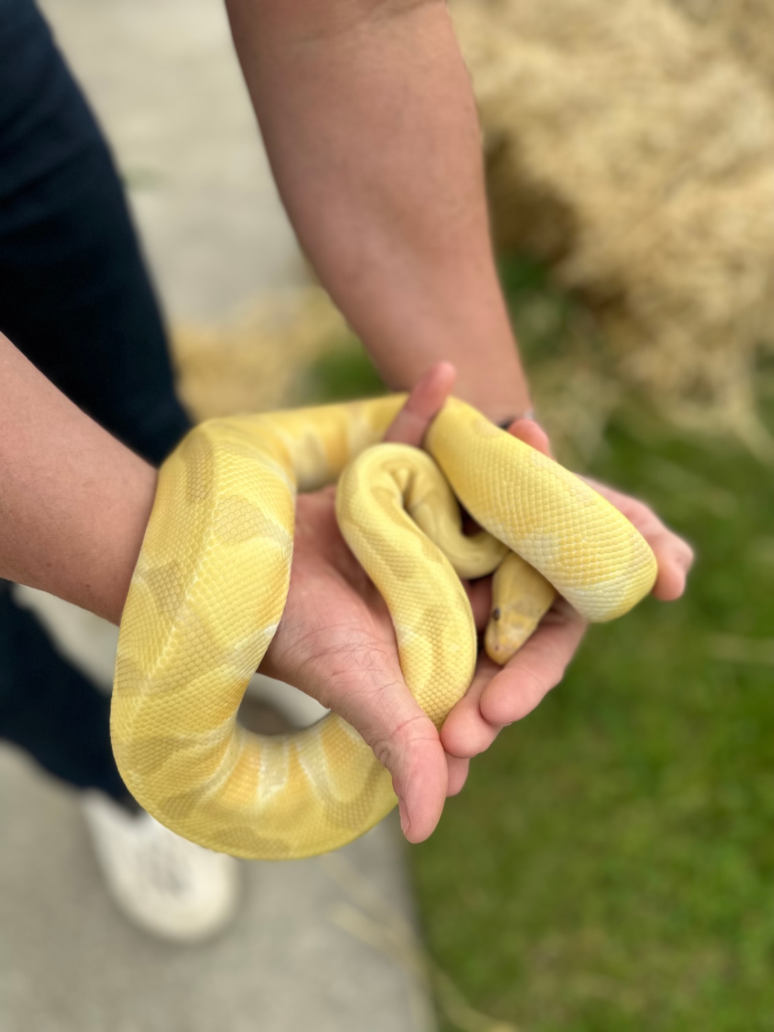 Enchi Candy Ball Python by Python Apothecary - MorphMarket