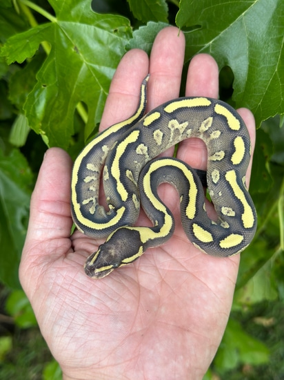 Fire/disco Yellowbelly Cypress Het Clown Ball Python by Python Apothecary