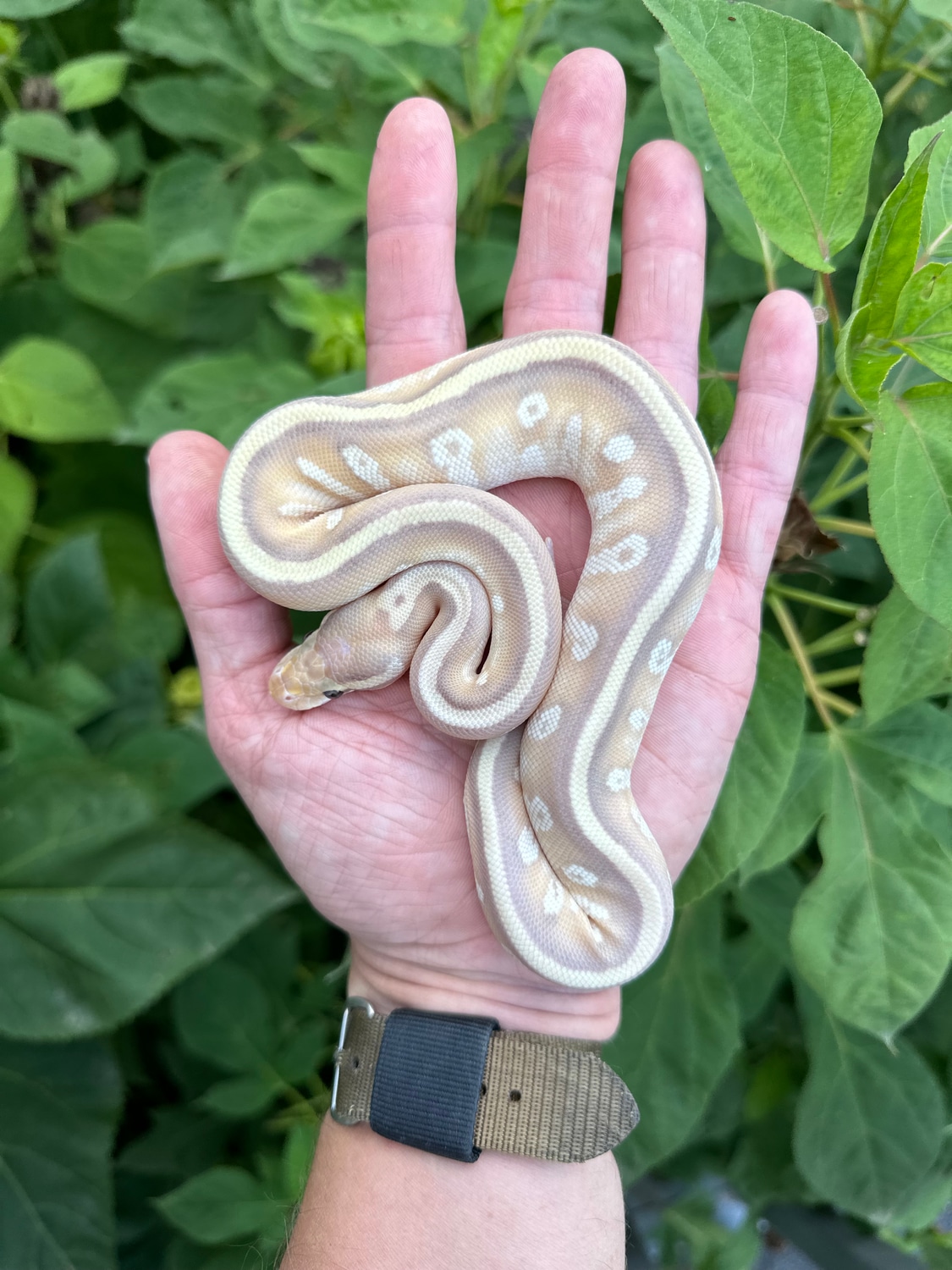 Banana Disco/fire Mojave Cypress Het Clown Pos Yb Ball Python by Python ...