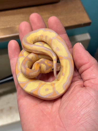 Banana Fire Clown Pos YB Ball Python by Python Apothecary
