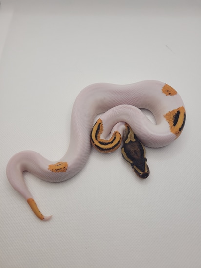 Orange Dream Yellow Belly Pied Ball Python by King James Exotics