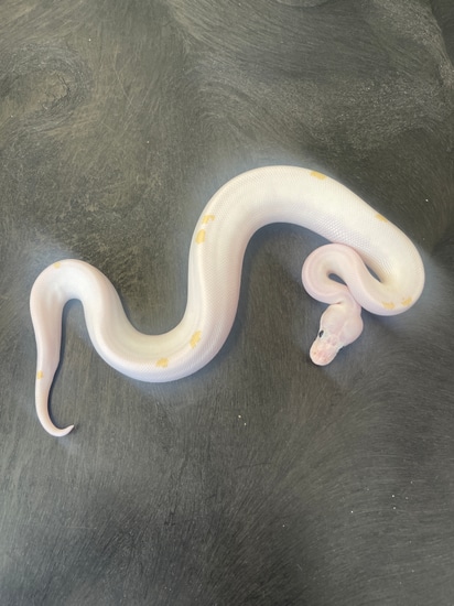 Super Fire Ball Python by King James Exotics