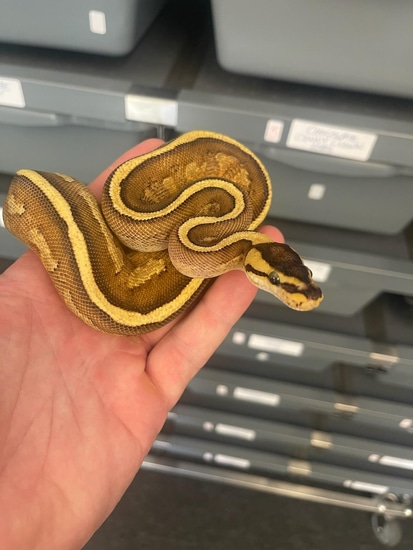 Enchi Super Stripe Ball Python by King James Exotics