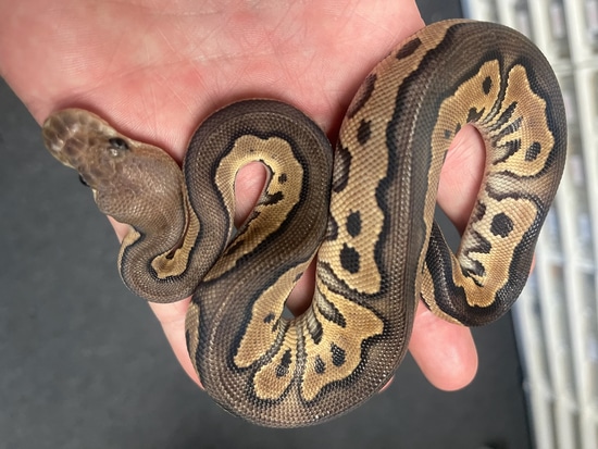 Chocolate Cinnamon Clown Ball Python by King James Exotics
