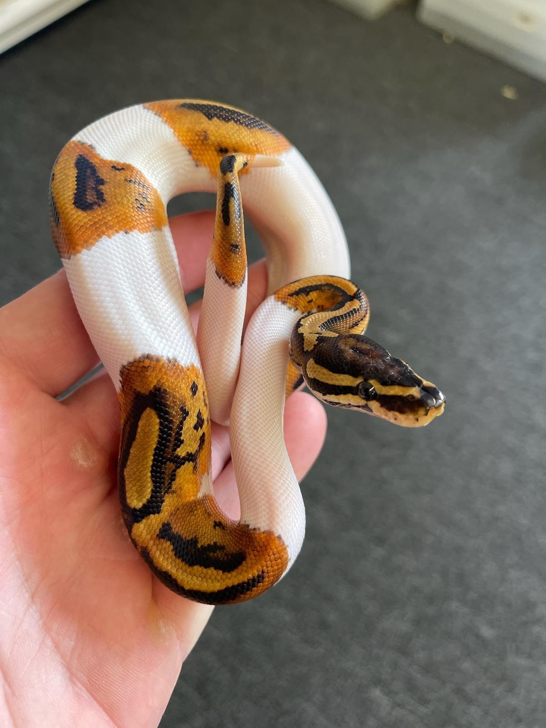 Pied Ball Python by King James Exotics - MorphMarket