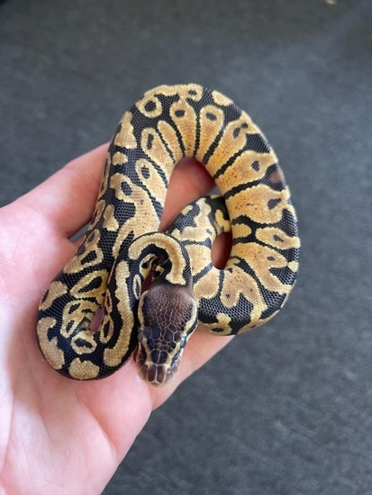 Pastel 100% Het Zebra Ball Python by King James Exotics