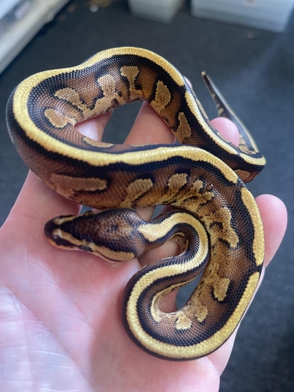 Gravel Specter Ball Python by King James Exotics