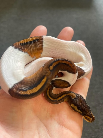 Black Pastel Pied Het Candy Ball Python by King James Exotics