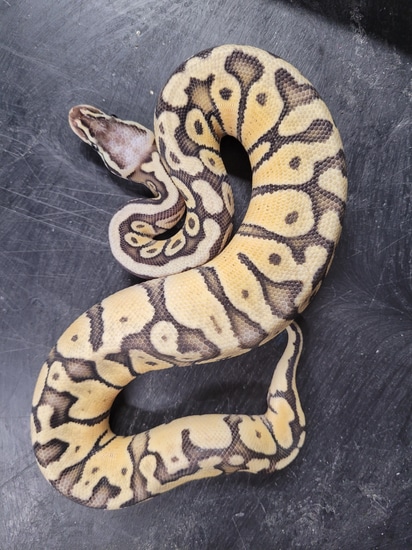 Super Pastel 100% Het Zebra Ball Python by King James Exotics
