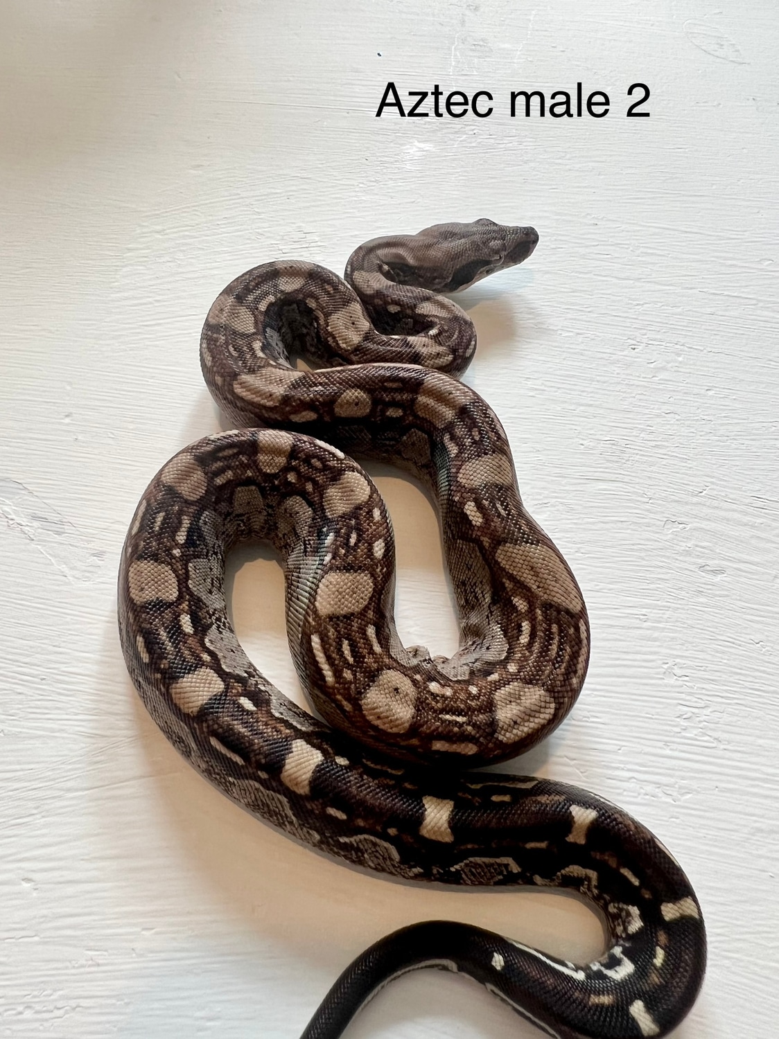 Aztec Boa Constrictor by King Konstrictors - MorphMarket