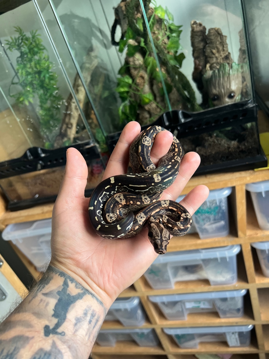 Aztec Img Boa Constrictor by King Konstrictors - MorphMarket