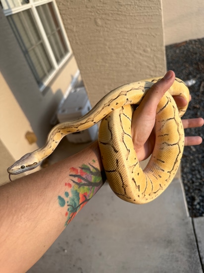 Desert Ghost Lemon Blast Proven Breeder Ball Python by Balls and Fangs ...