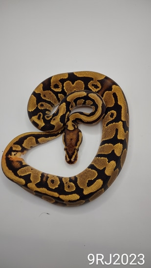 Fire Het Clown (Ringer) Ball Python by King of the Clutch