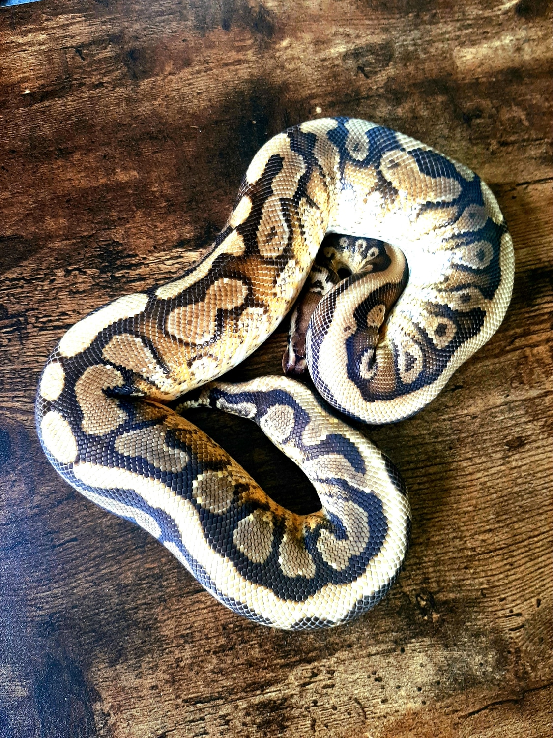 Hidden Gene Woma Yellowbelly Granite Ball Python by Kingpin Pythons ...