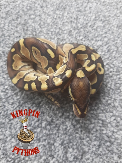Lesser 66% Het Clown Ball Python by Kingpin Pythons