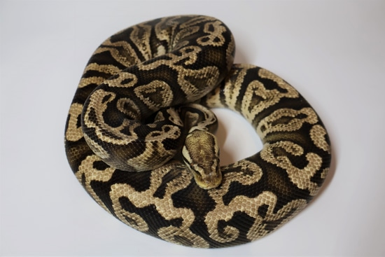 Pastel Ghi Het Clown Ball Python by Kingpin Pythons