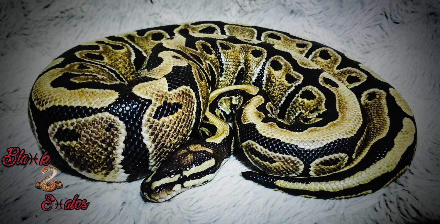 100% Dh Albino Axanthic 50%pied Ball Python by Blaxk Sxales - MorphMarket