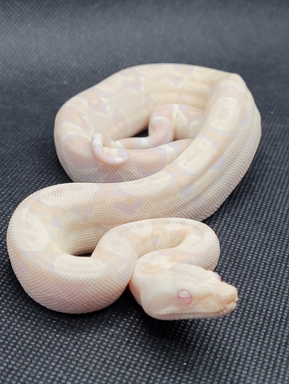 SNOW GLOW Boa Constrictor by King Reptiles