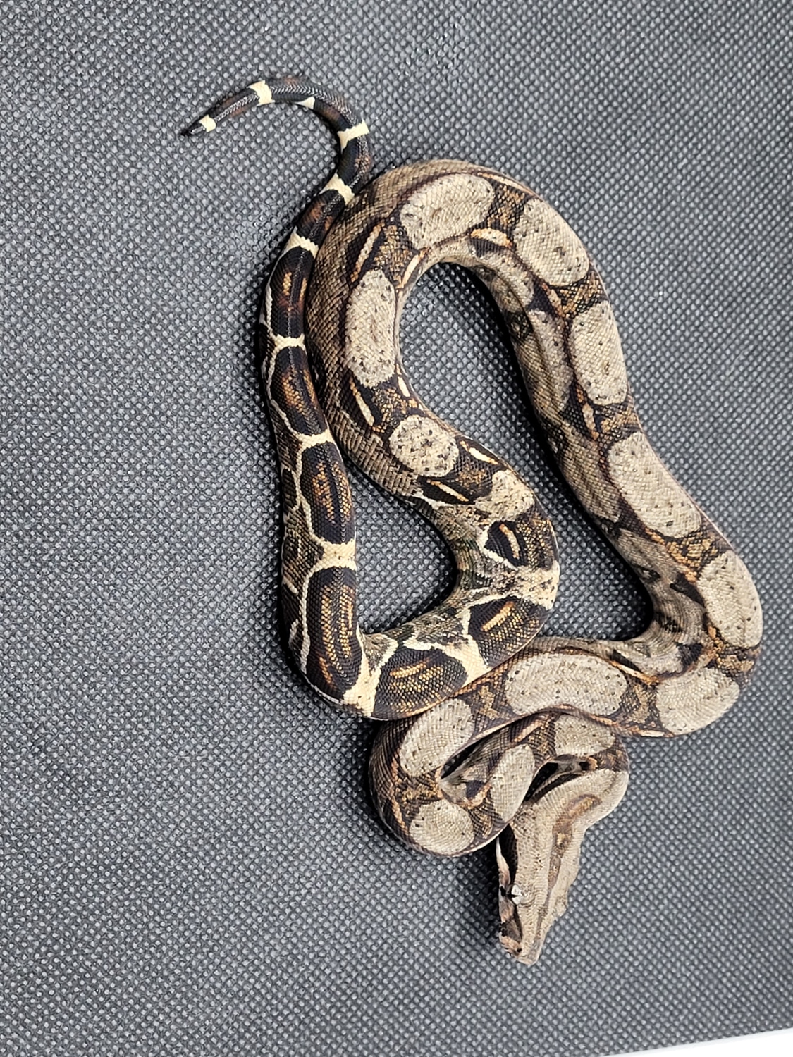 DH 100% Het Sharp Albino 66% Het Anery Boa Constrictor by King Reptiles ...