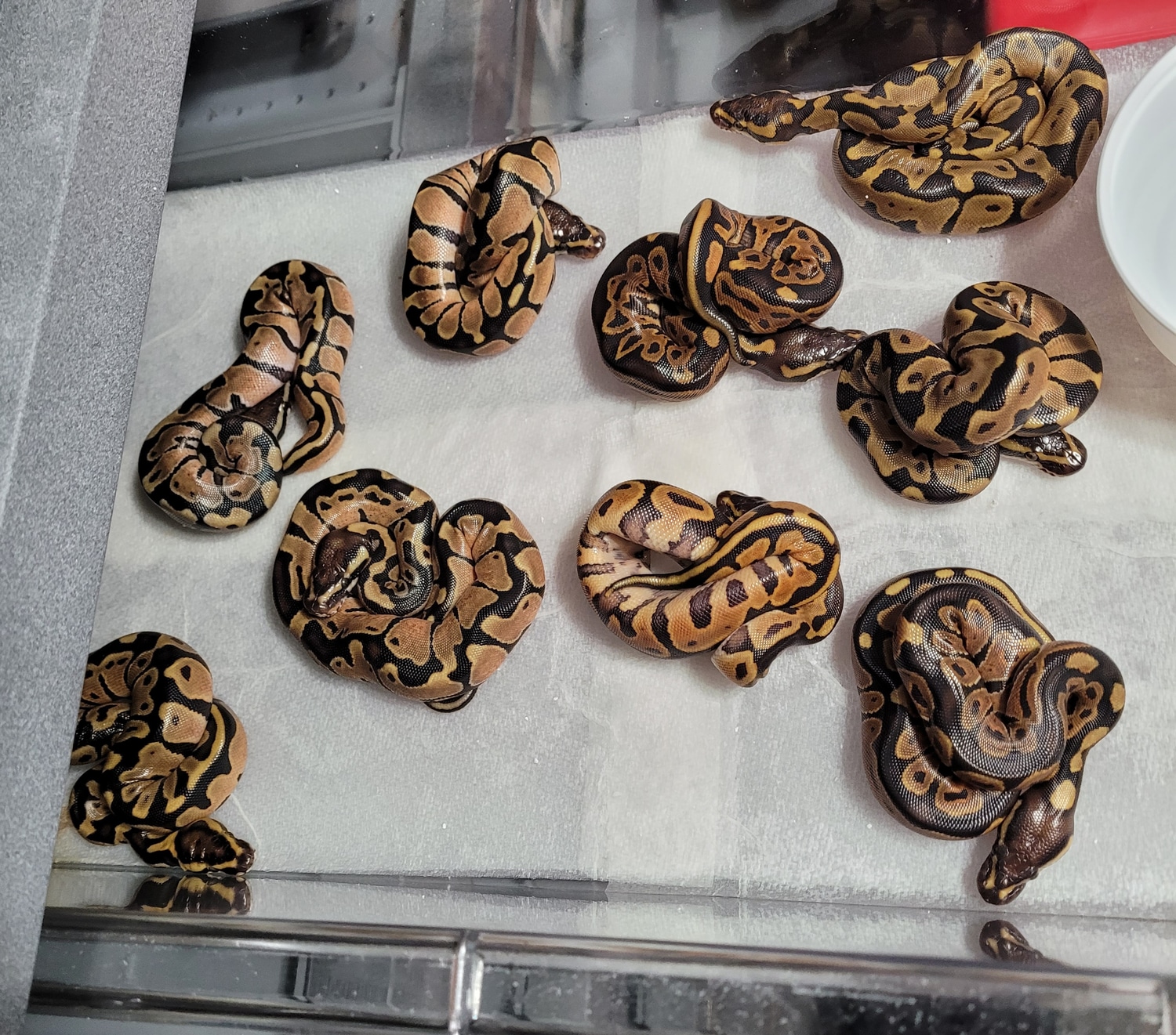 Ball Python Clutch: CLEO-WOLVERINE by King Reptiles - MorphMarket