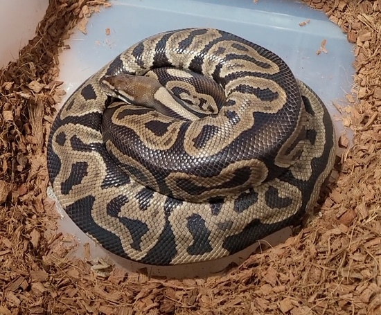 CLEO Ball Python by King Reptiles