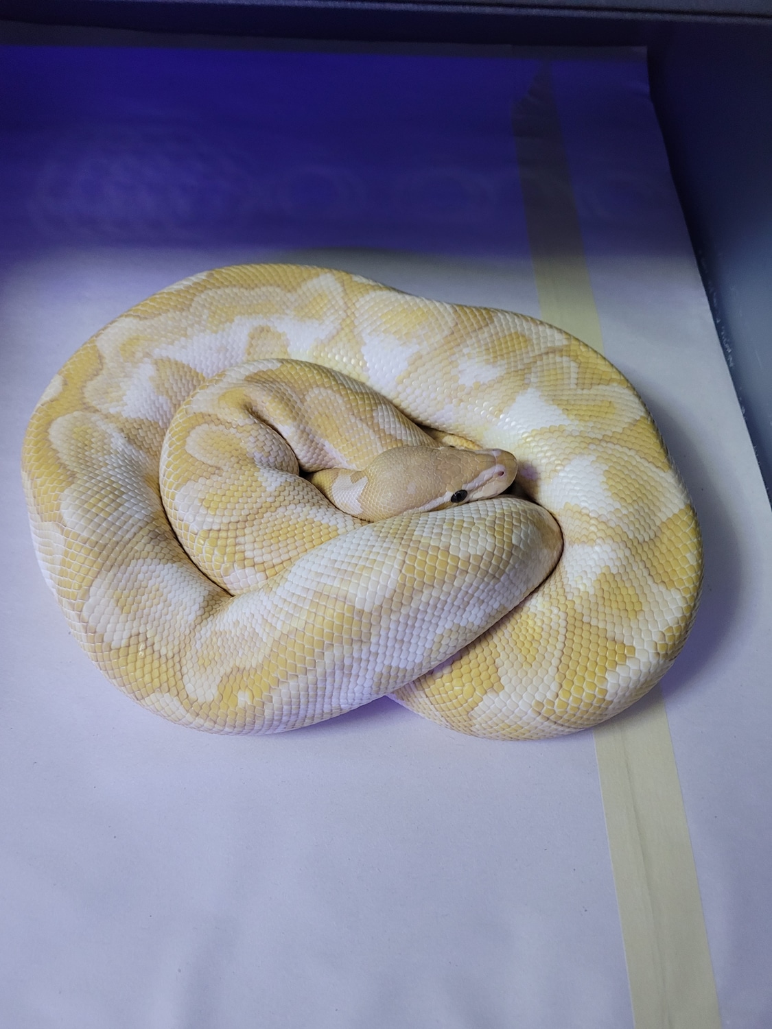 TAZ Ball Python by King Reptiles - MorphMarket