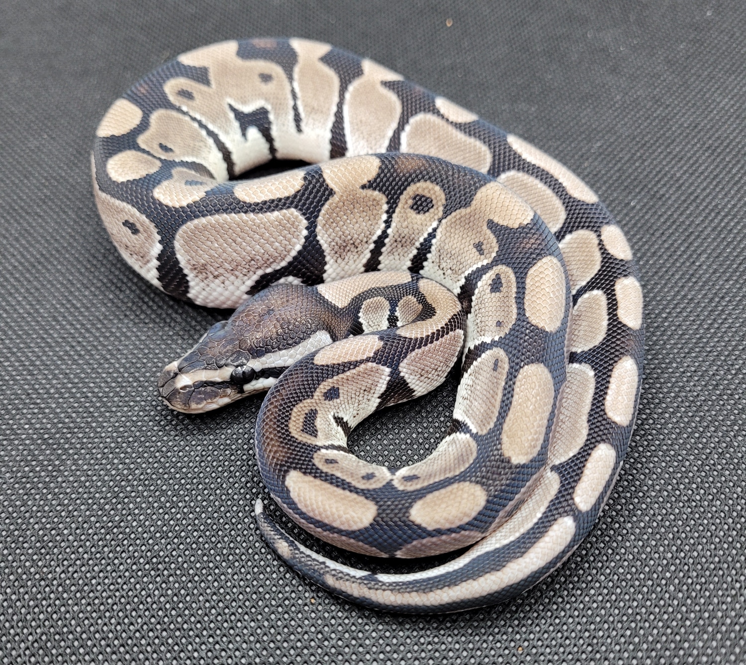 Vpi Axanthic 50% Het Pied Ball Python by King Reptiles - MorphMarket